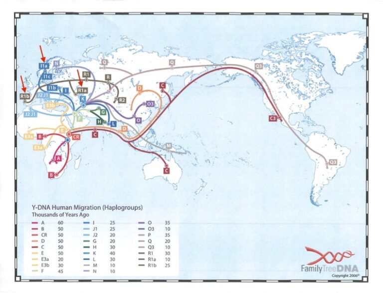 A Beginner’s Guide to Y-DNA testing - The Associated Clan MacLeod Societies