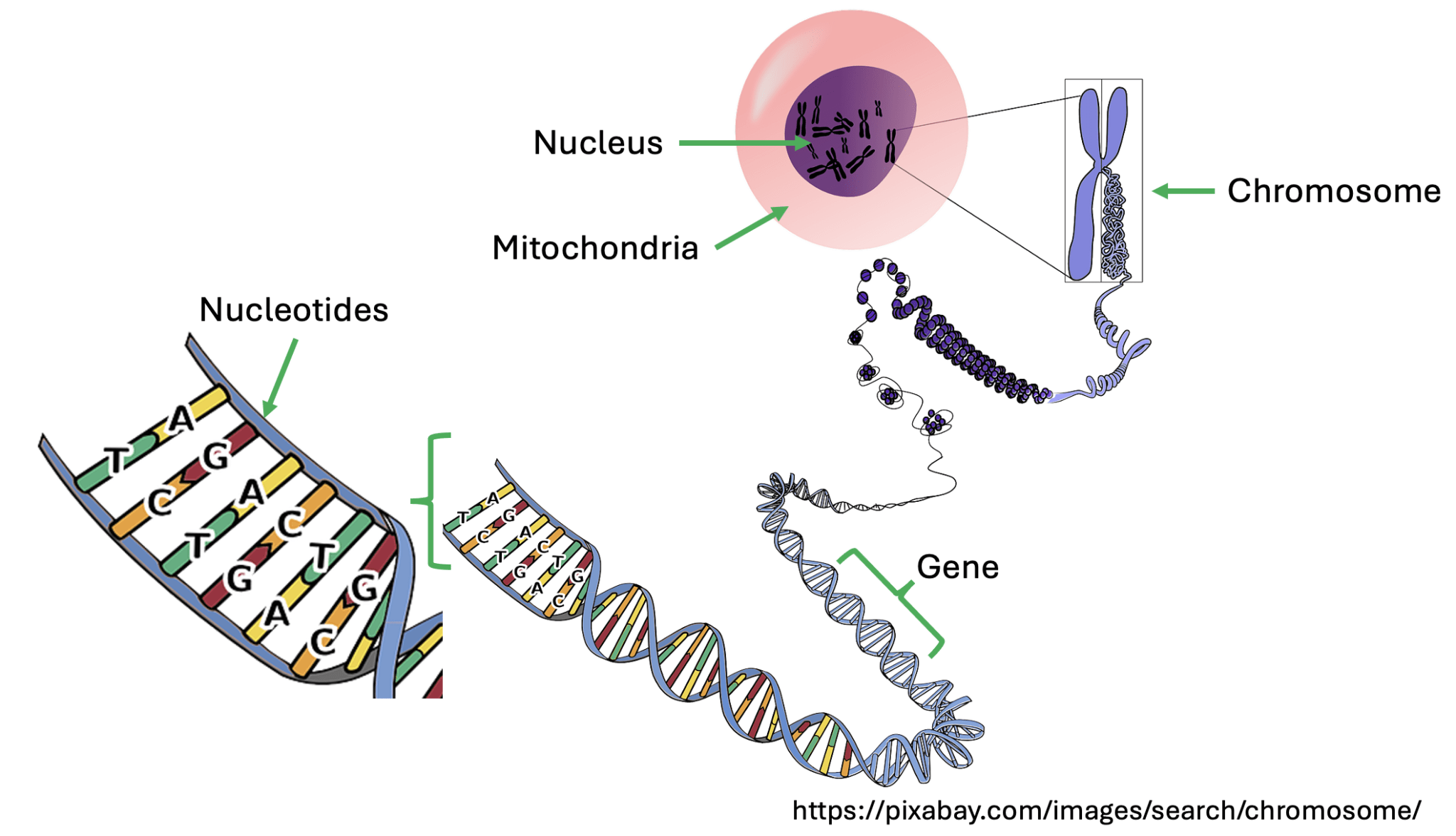 A Beginner’s Guide to Y-DNA testing - The Associated Clan MacLeod Societies